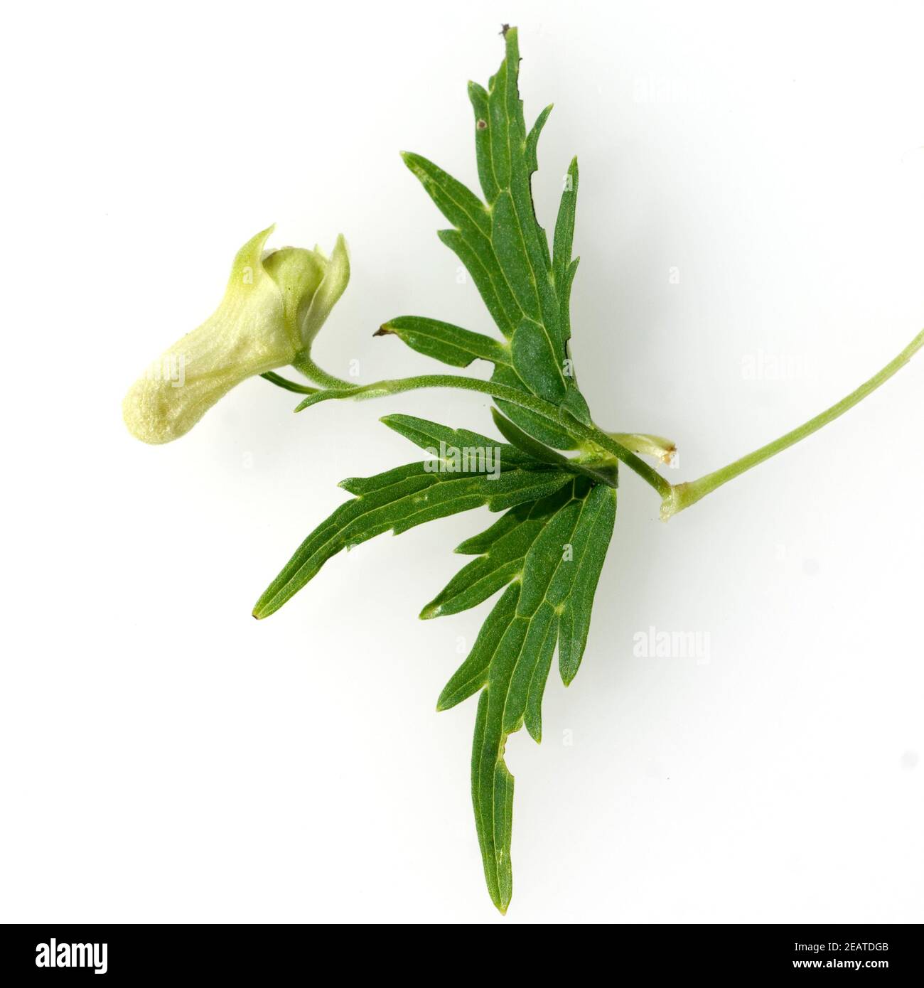 Vulparia hi-res stock photography and images - Alamy