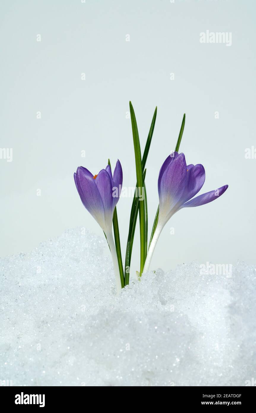 Weisser krokus hi-res stock photography and images - Alamy