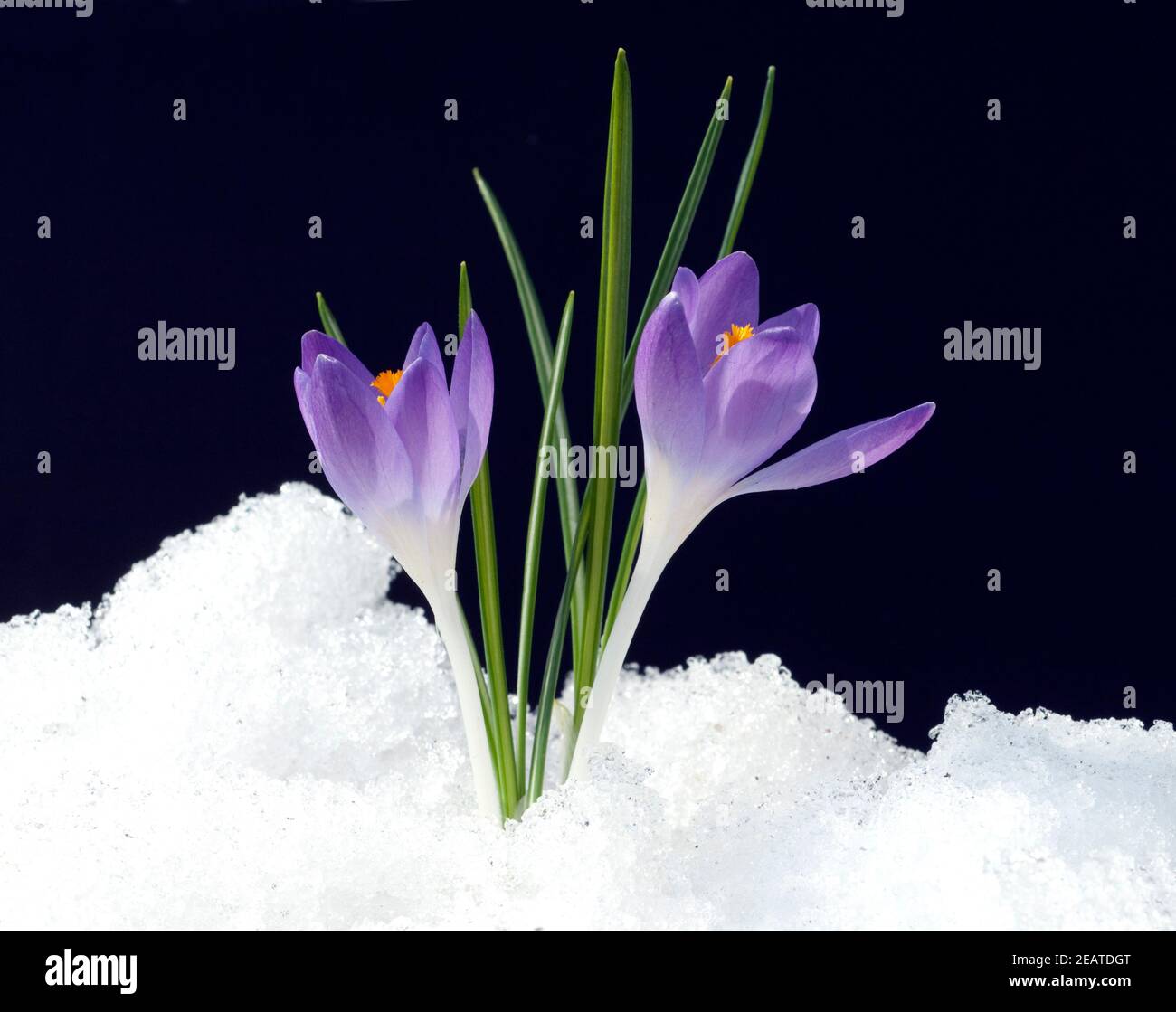 Weisser krokus hi-res stock photography and images - Alamy