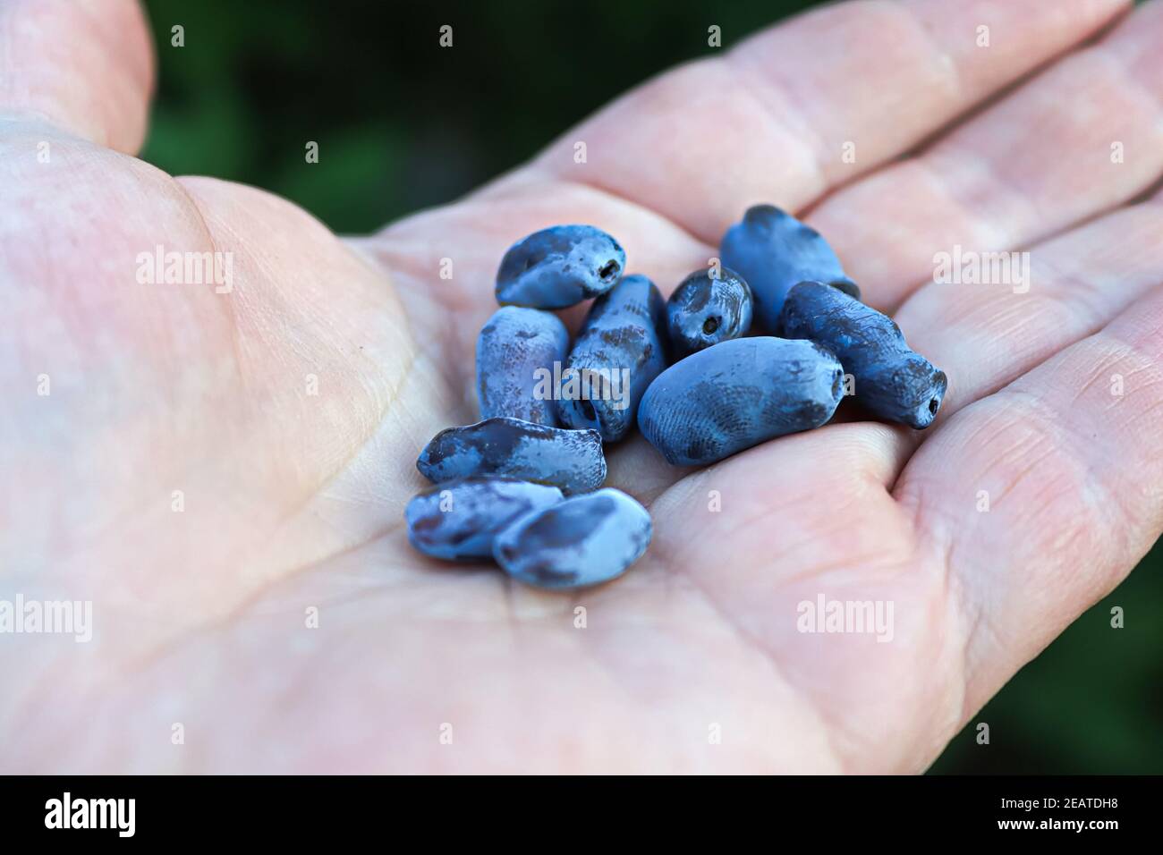 Closeup of an open palm with delicate oblong berries Stock Photo - Alamy