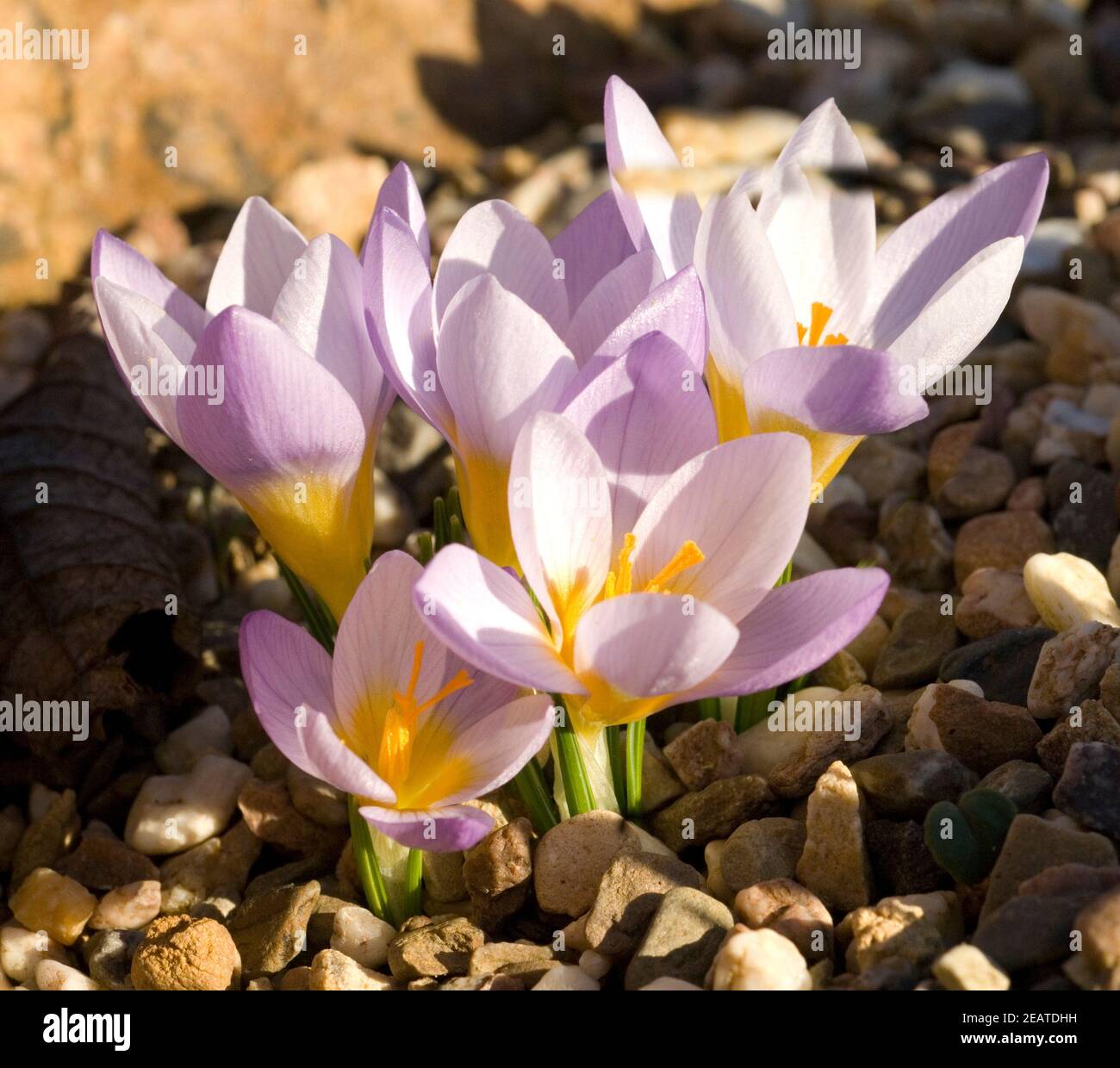 Kleiner krokus hi-res stock photography and images - Alamy