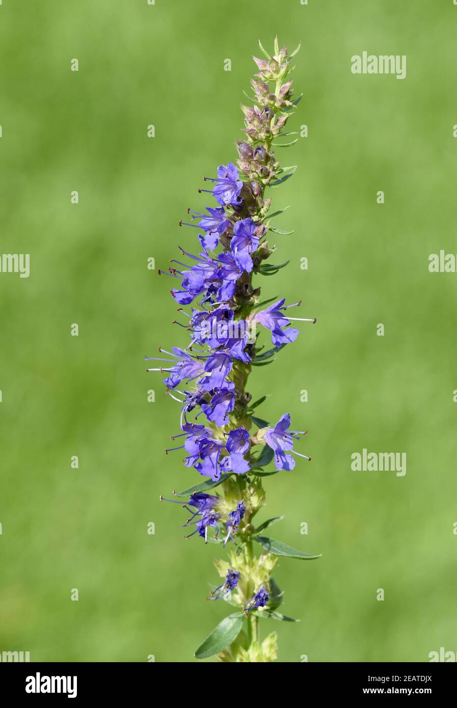 Hyssopus Officinalis High Resolution Stock Photography and Images - Alamy