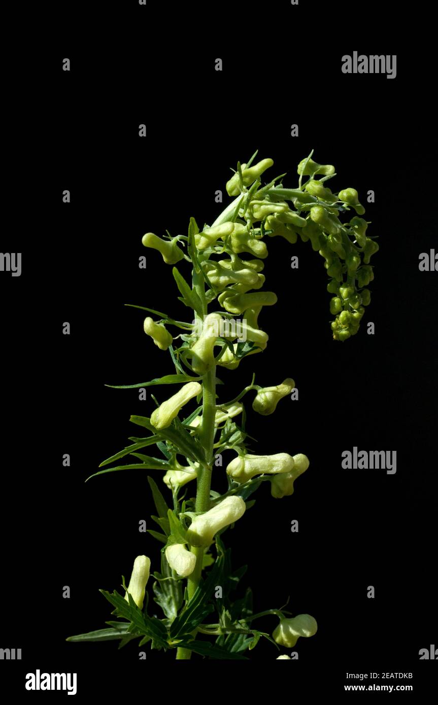 Vulparia hi-res stock photography and images - Alamy