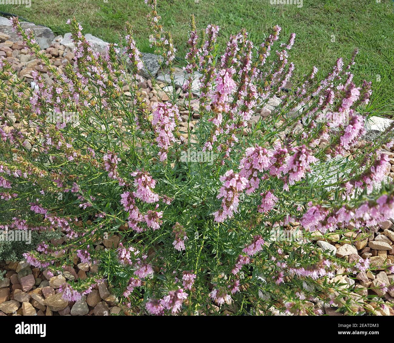 Ysop, rosa, Hyssopus officinalis, Rosea Stock Photo - Alamy