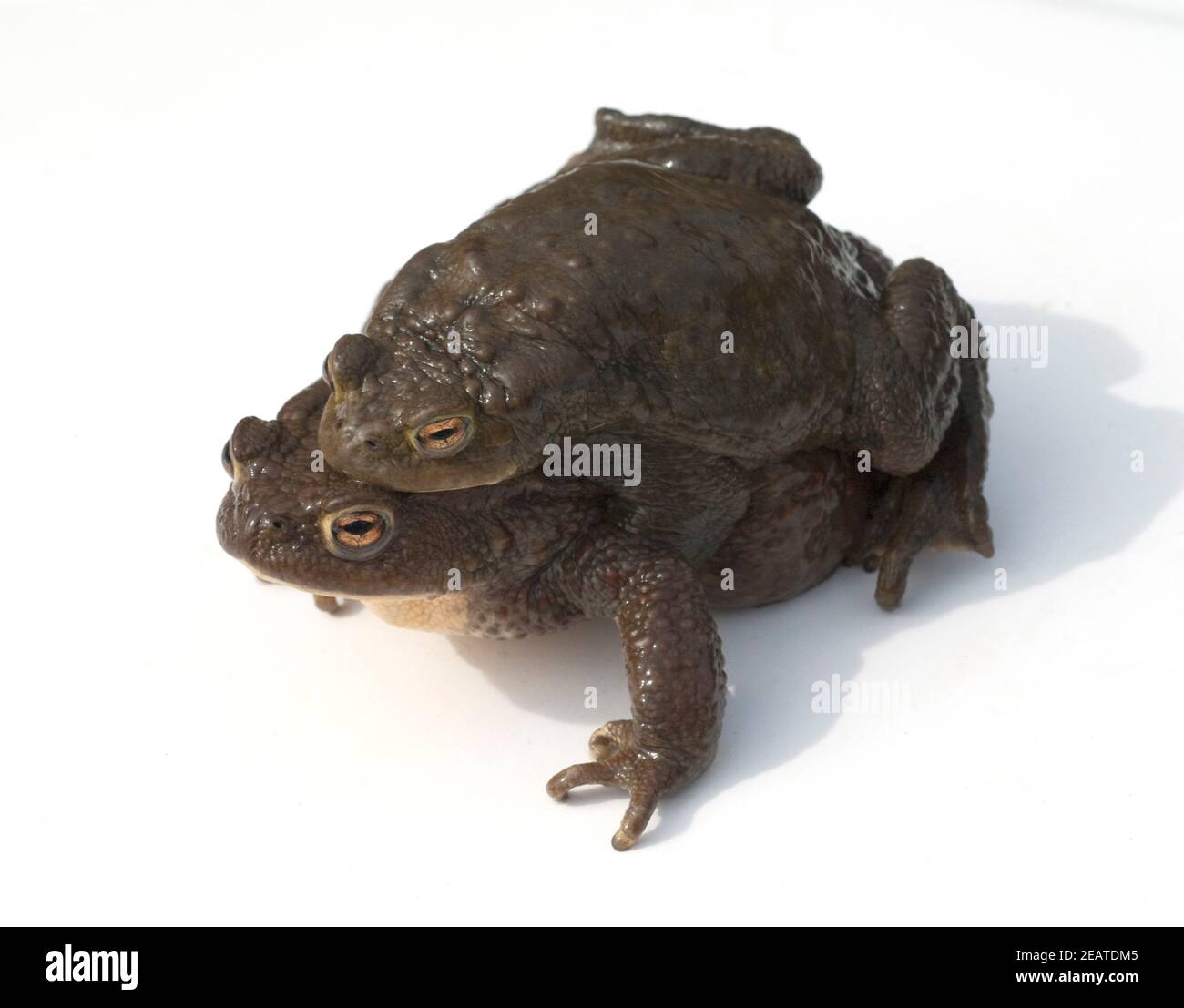 Kroeten, Laichen, Paarung Stock Photo - Alamy