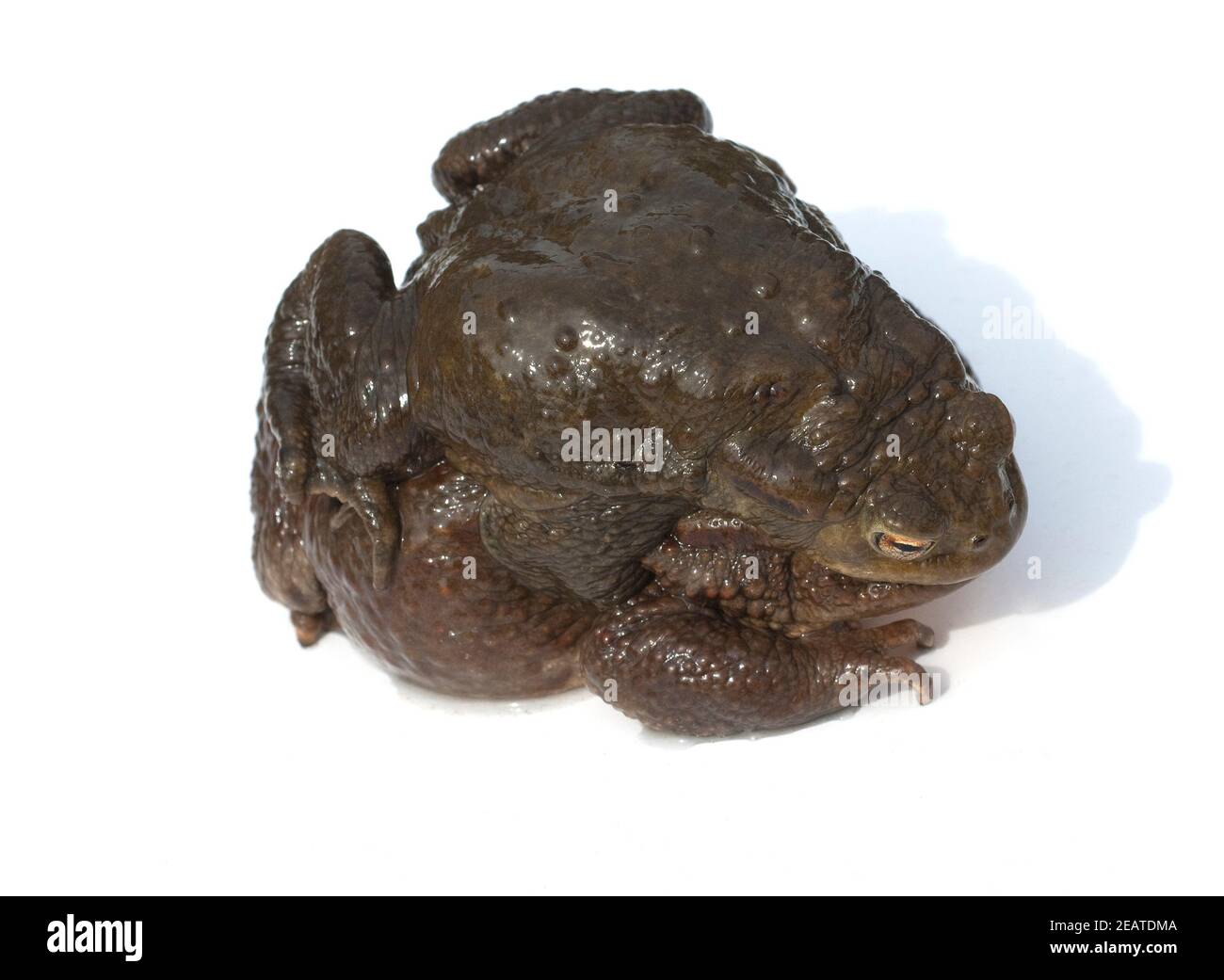 Kroeten, Laichen, Paarung Stock Photo - Alamy