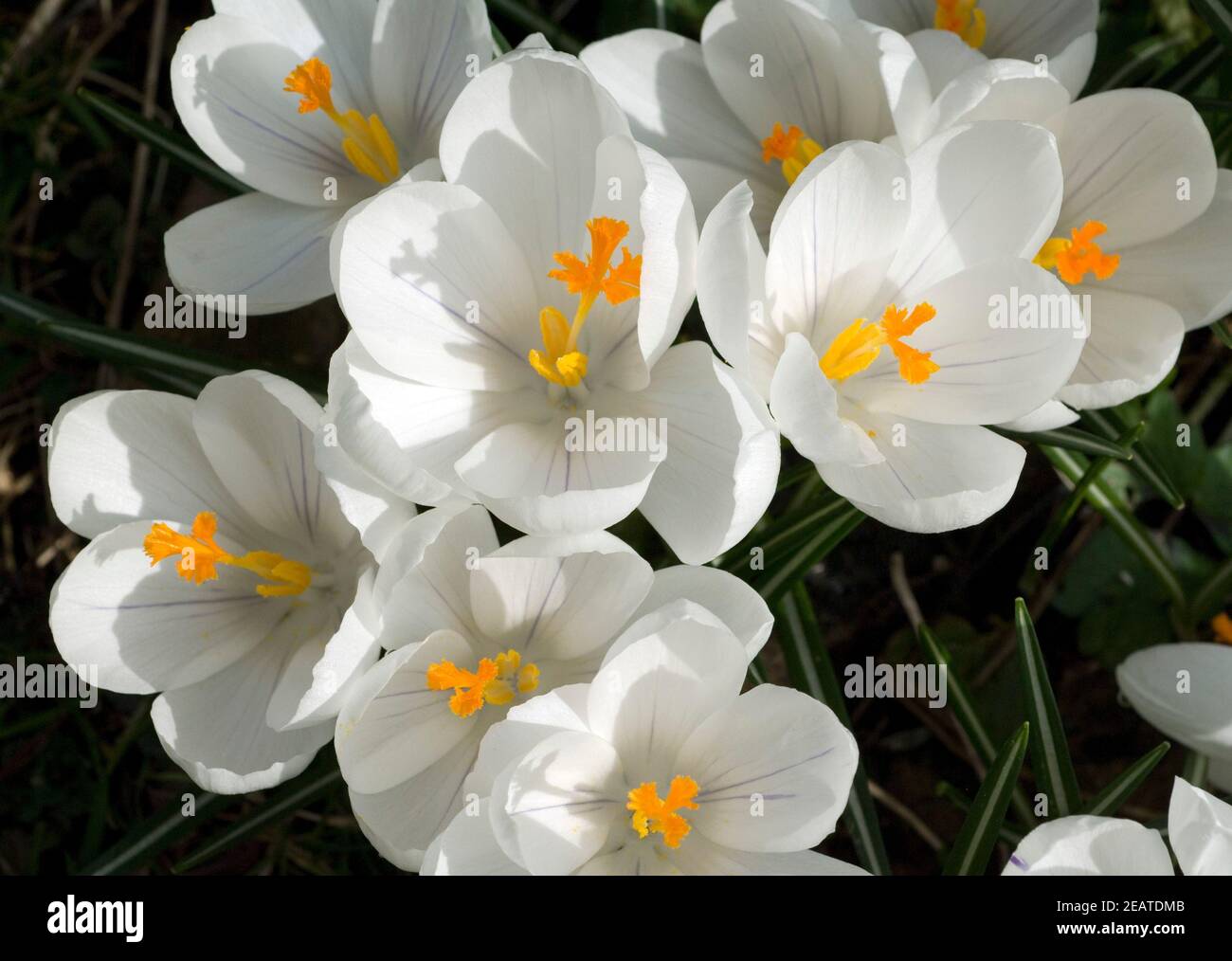 Weiss krokus hi-res stock photography and images - Alamy