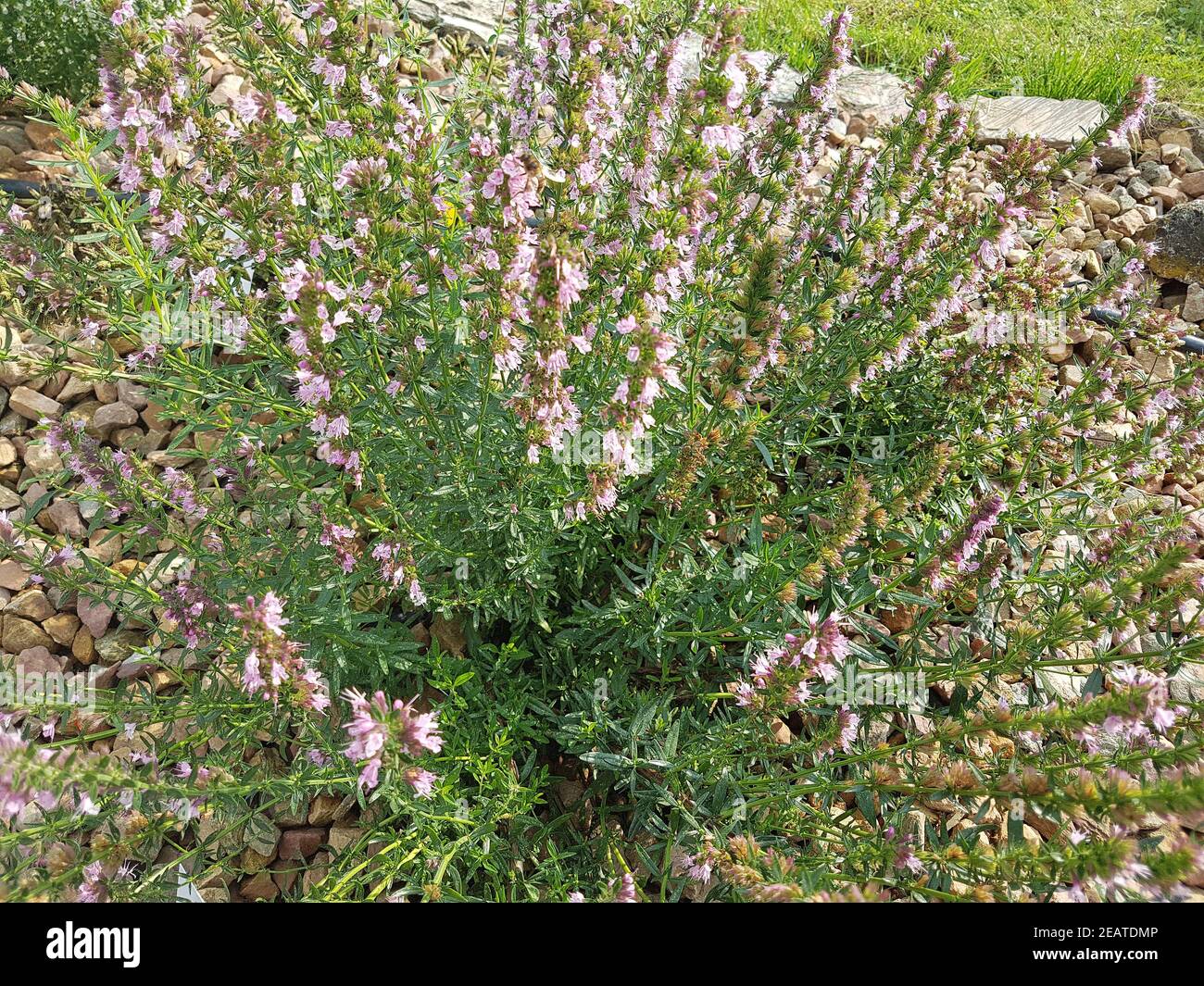 Ysop, rosa, Hyssopus officinalis, Rosea, Kraeuter, Heilpflanze Stock ...