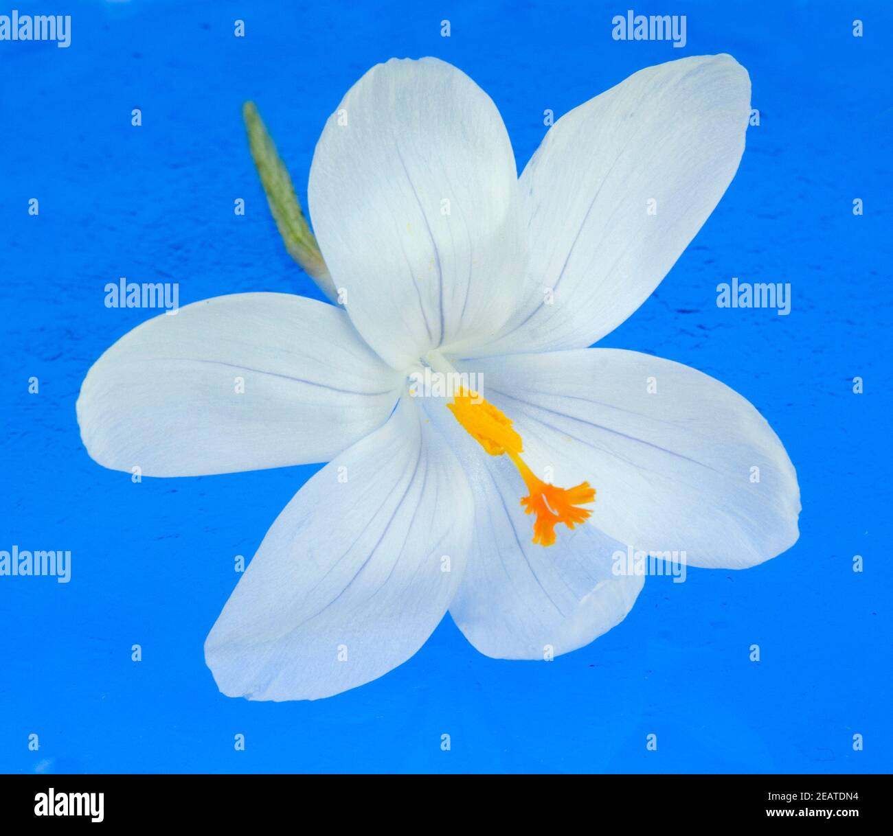 Bunte krokus hi-res stock photography and images - Alamy