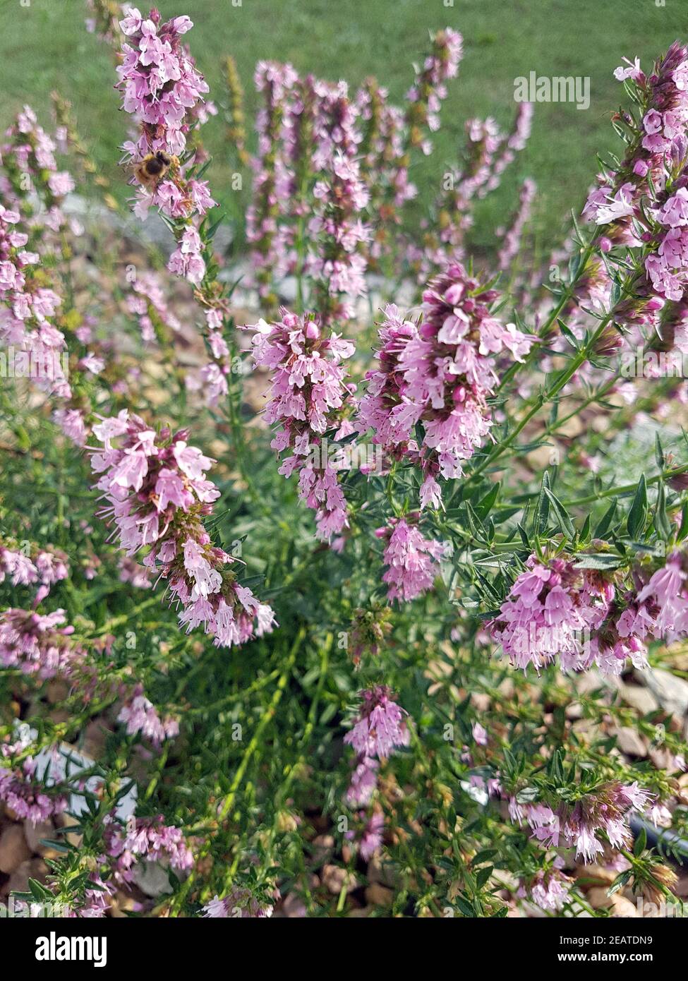 Ysop, rosa, Hyssopus officinalis, Rosea Stock Photo - Alamy