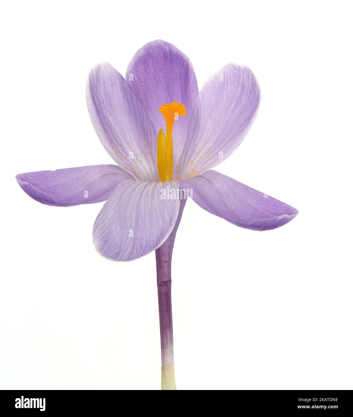 Blume krokus Cut Out Stock Images & Pictures - Alamy