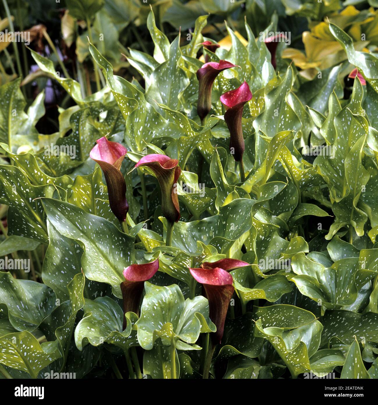 Captain calla hi-res stock photography and images - Alamy
