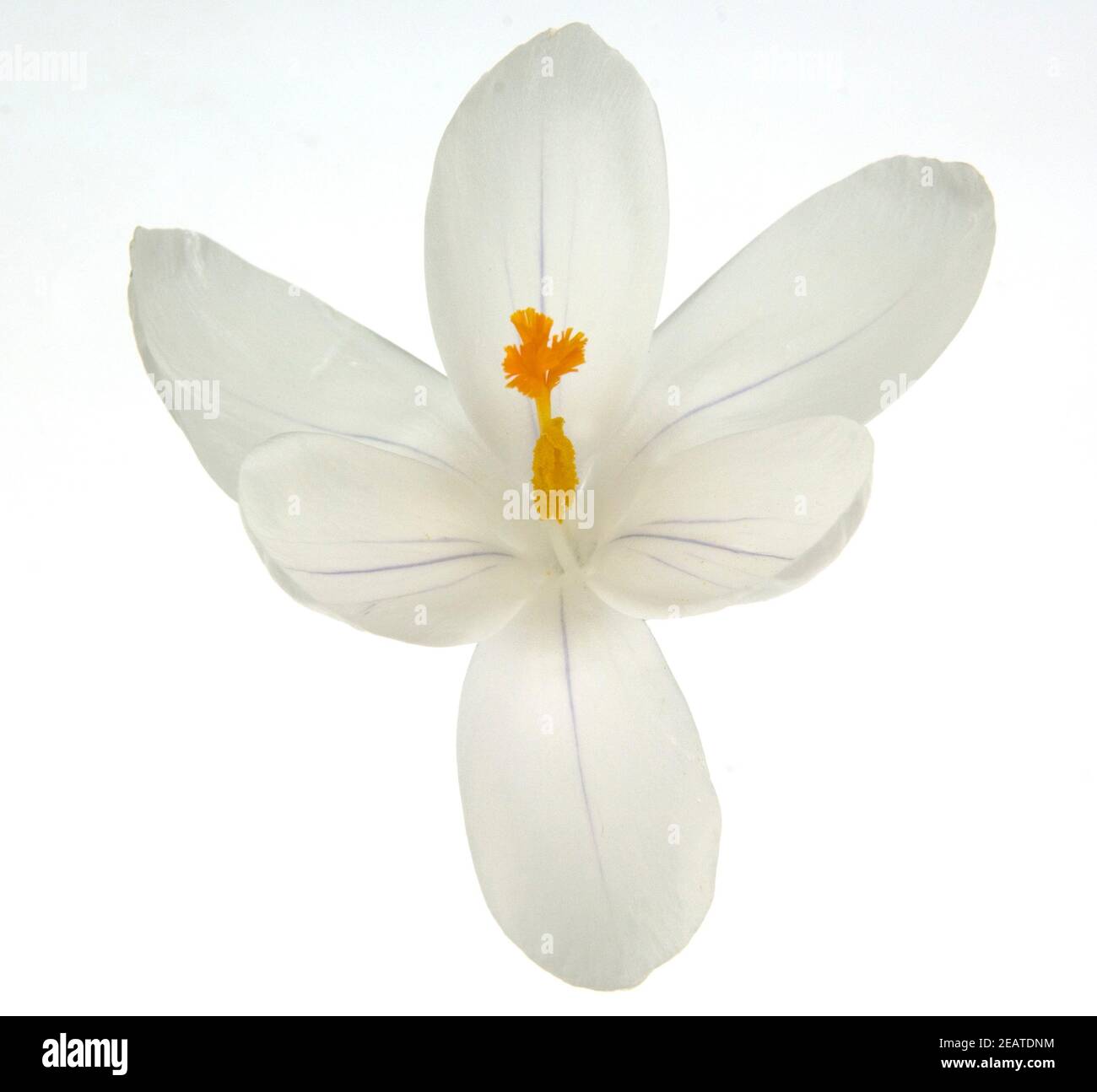 Weiss krokus hi-res stock photography and images - Alamy