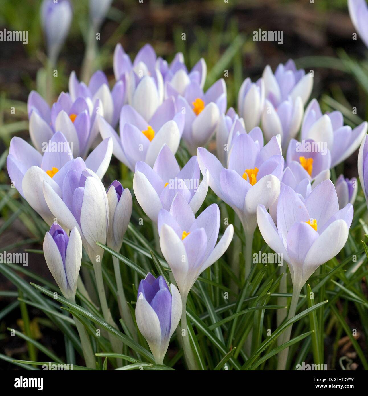 Krokusart hi-res stock photography and images - Alamy
