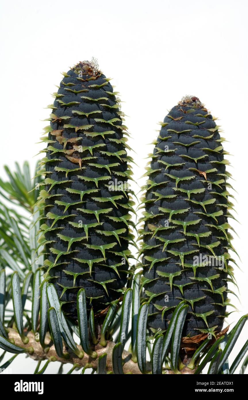 Tanne freisteller hi-res stock photography and images - Alamy