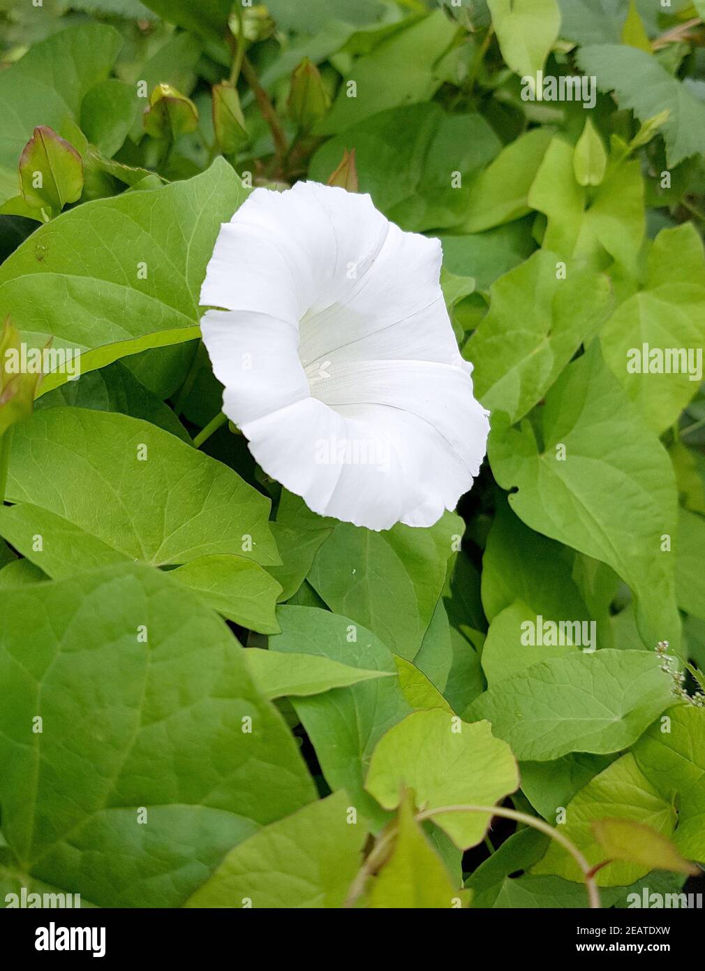 Zaunwinde, Calystegia sepium Stock Photo - Alamy