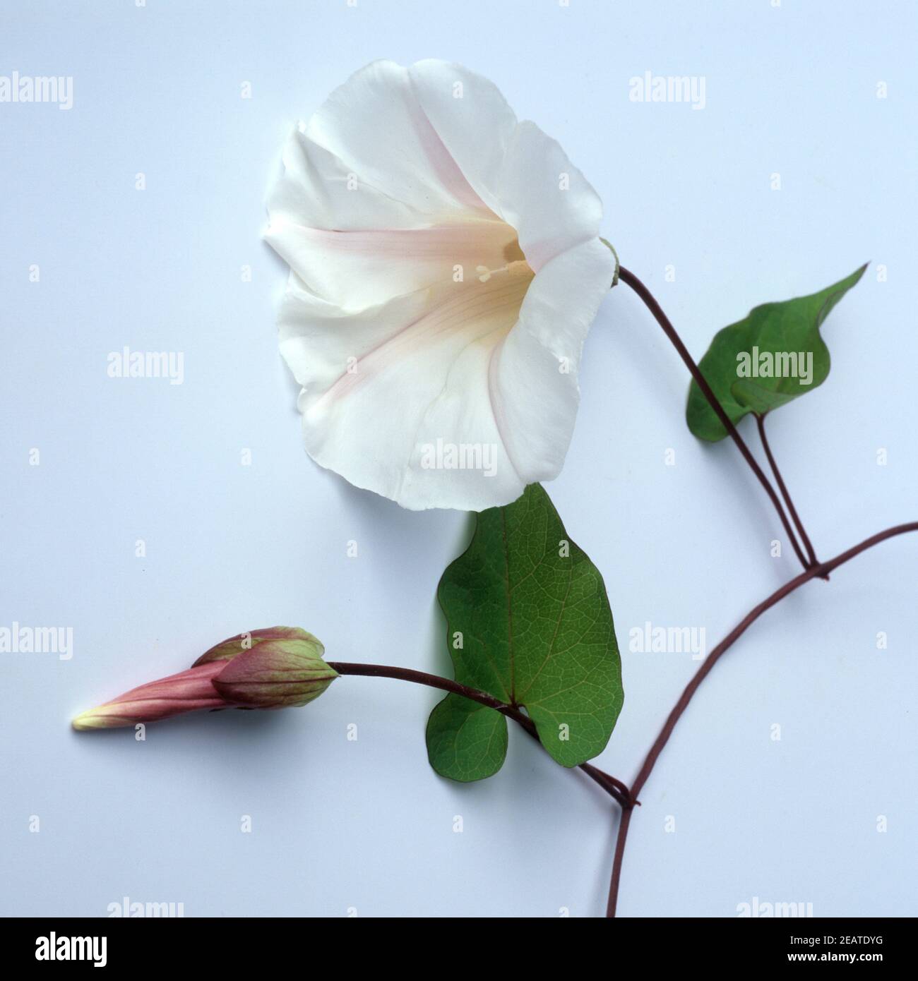 Convolvulus pubescens hi-res stock photography and images - Alamy