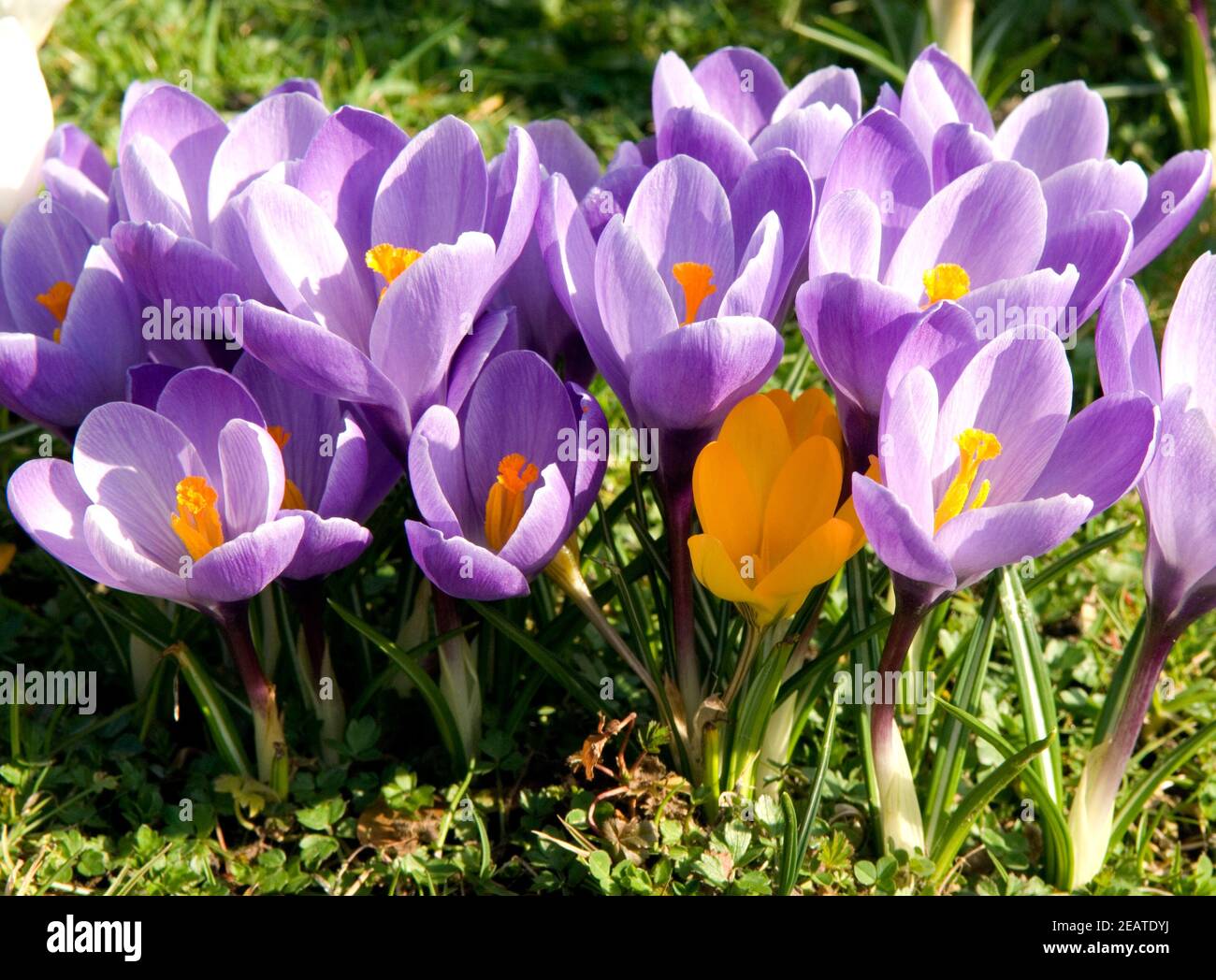Crocusse hi-res stock photography and images - Alamy