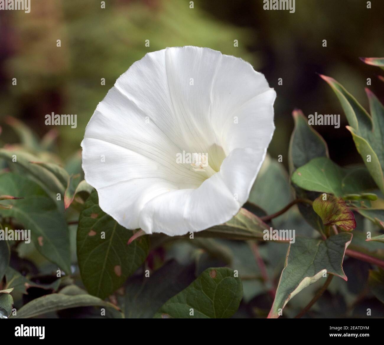 Zaunwinde Calystegia sepium Stock Photo - Alamy