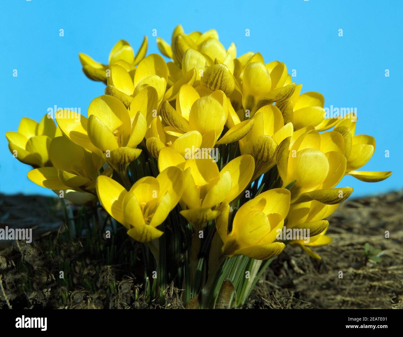 Gartenkrokus, Krokus, Crocus, Vernus Stock Photo - Alamy