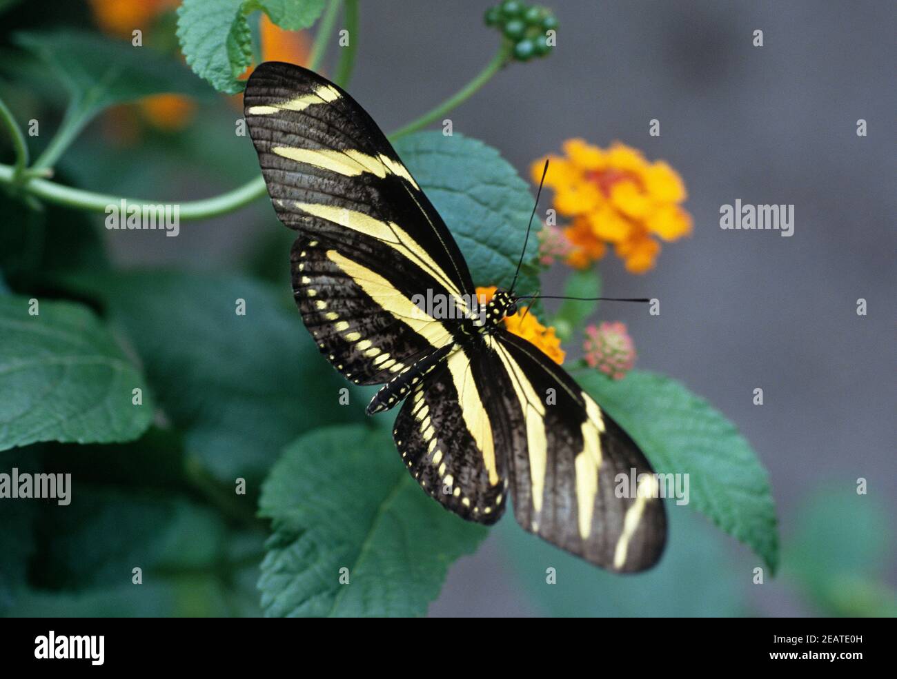 Zebra, Heliconius charitonius Stock Photo - Alamy