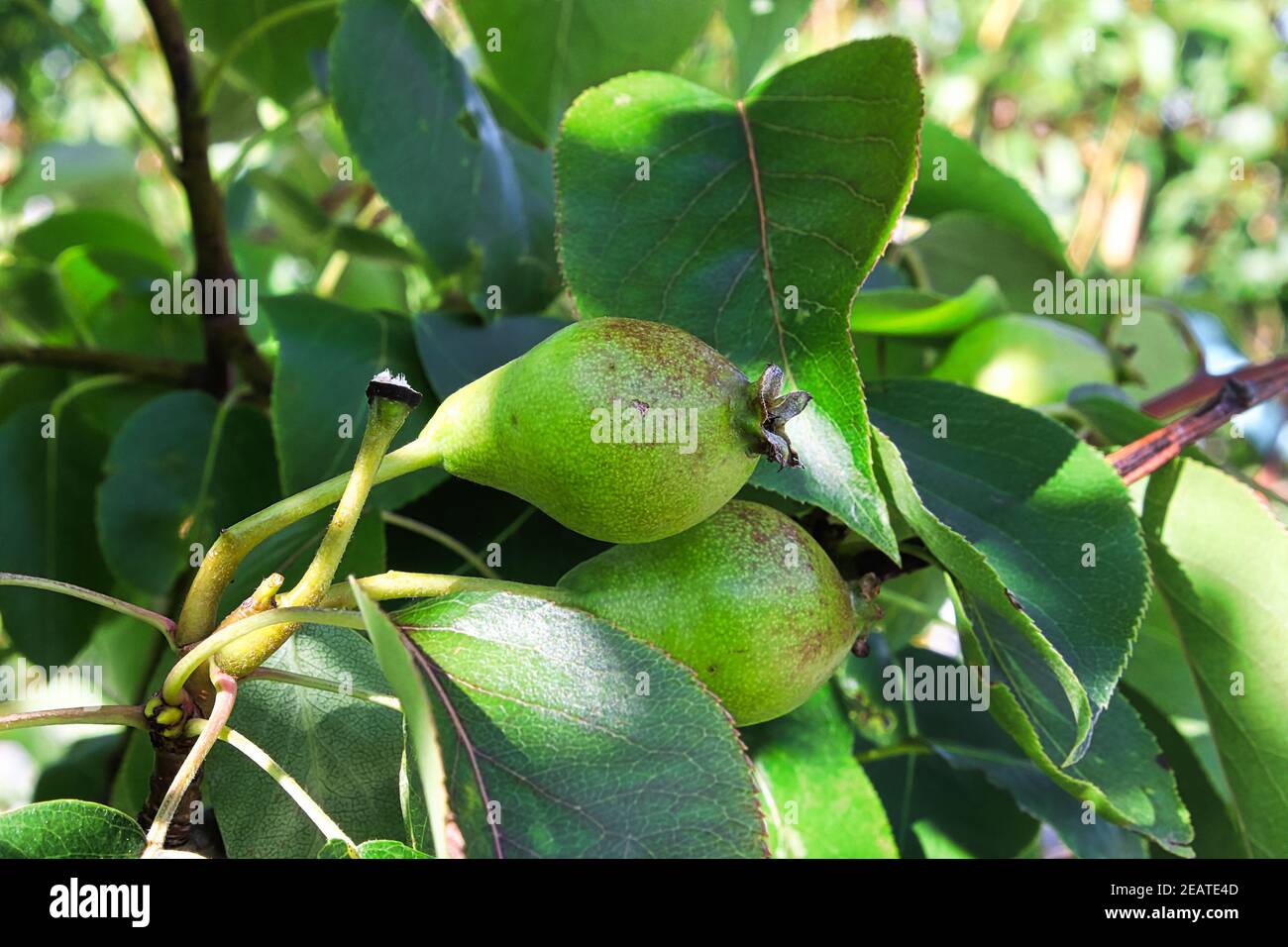 Young pears growing on tree hi-res stock photography and images - Alamy