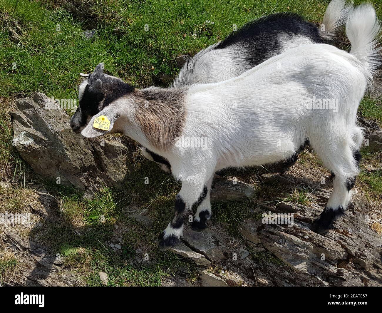 Ziege, Capra, Geiss, Zicke Stock Photo - Alamy