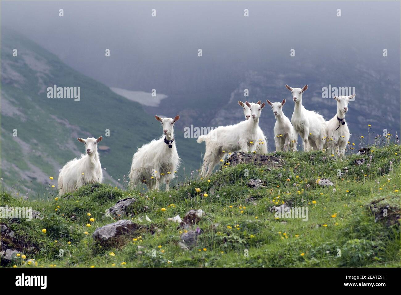 Ziege schweiz hi-res stock photography and images - Alamy