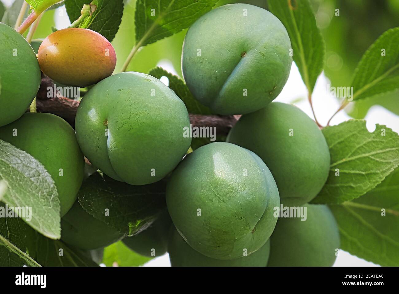 Macro of green plums clinging to branches Stock Photo - Alamy