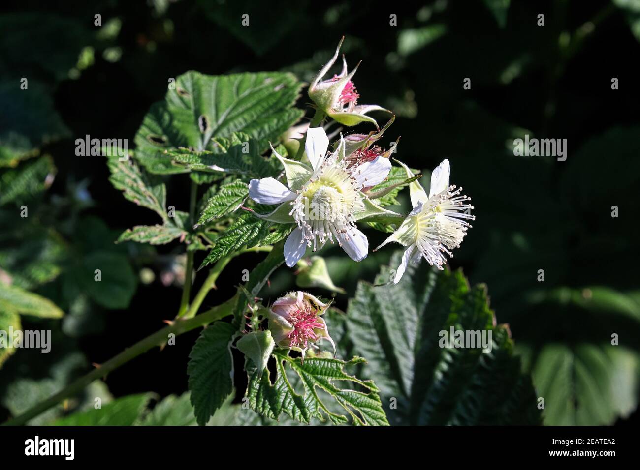 Closeup of raspberry blossoms against a dark background Stock Photo - Alamy