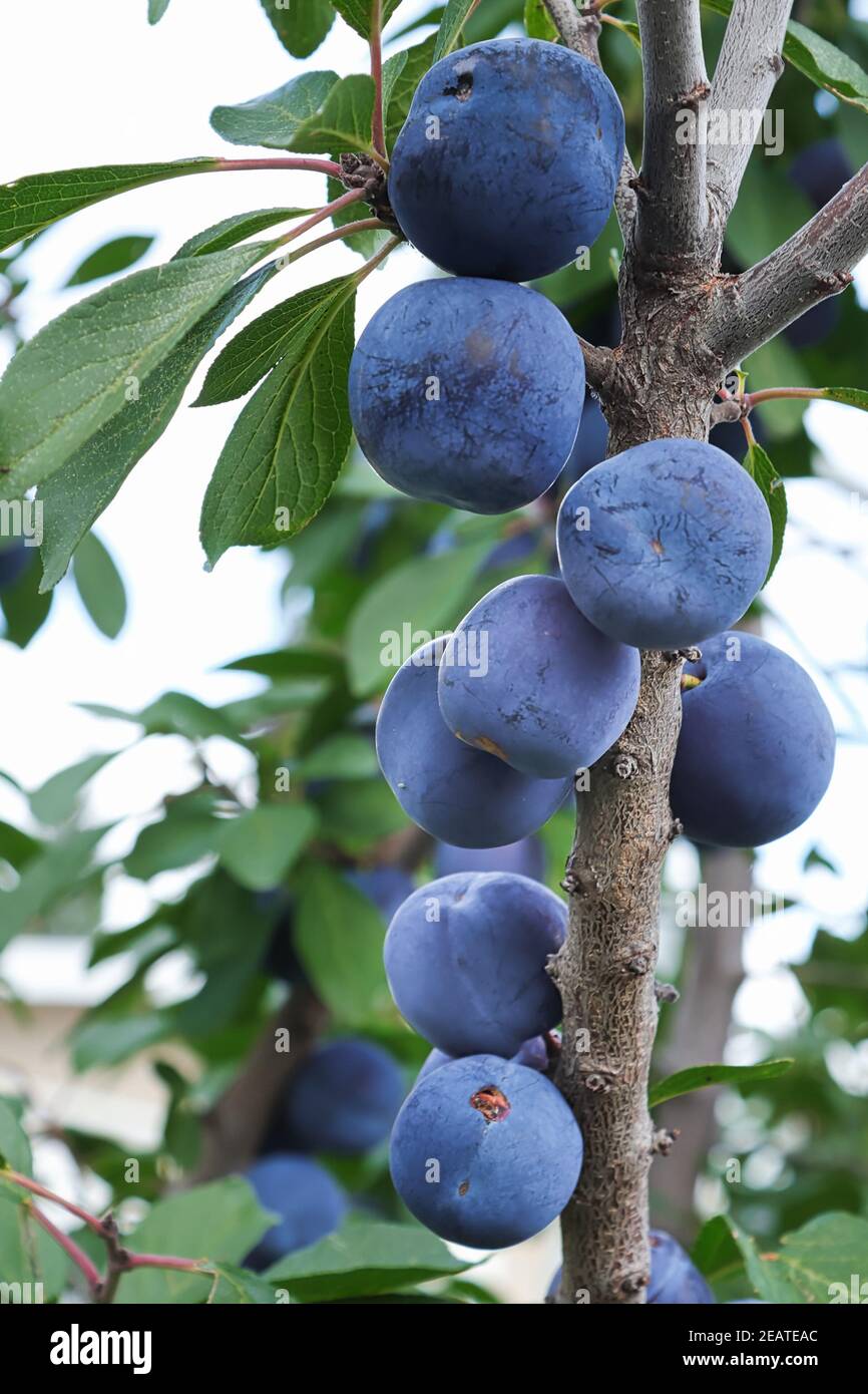 Italian prune hi-res stock photography and images - Alamy