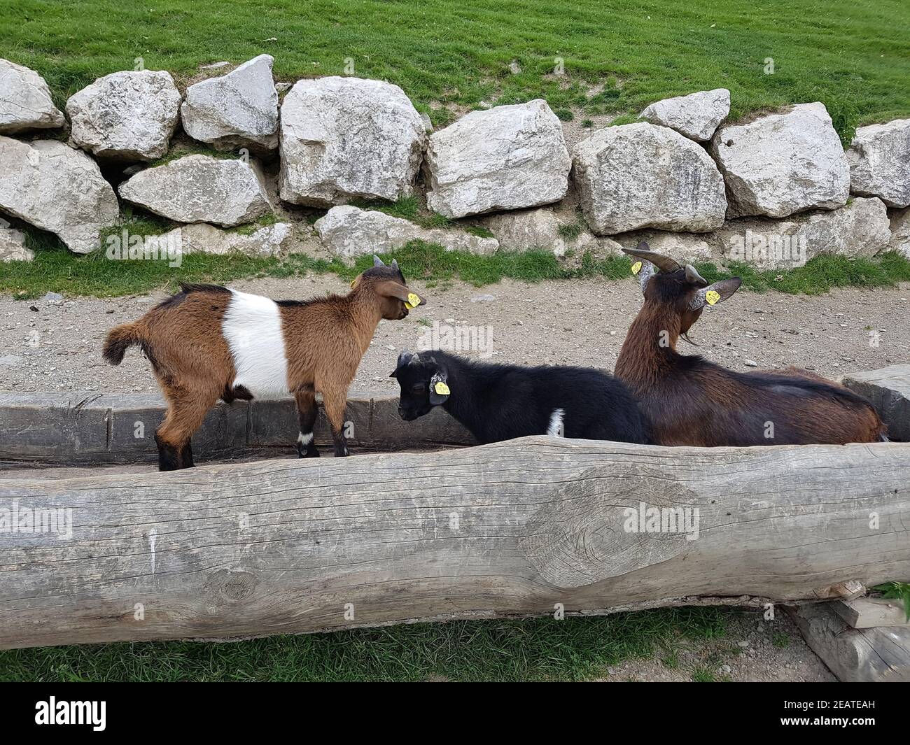 Ziege, Capra, Geiss, Zicke Stock Photo - Alamy