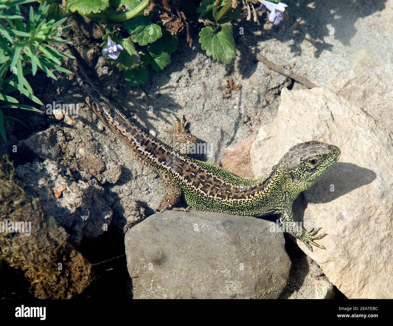 Anura salientia hi-res stock photography and images - Alamy