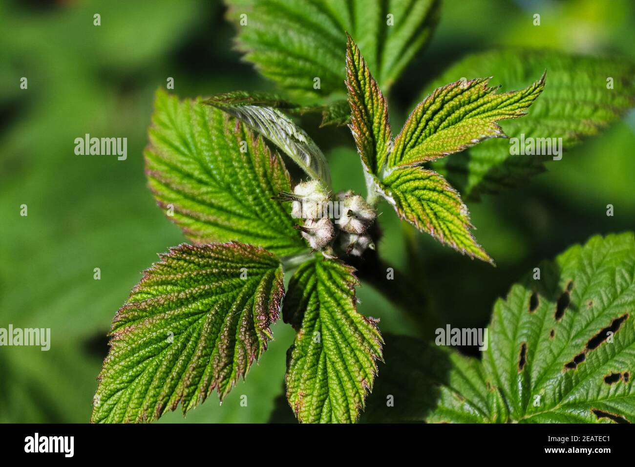 Closeup of raspberry leaves with unopened flower buds Stock Photo - Alamy
