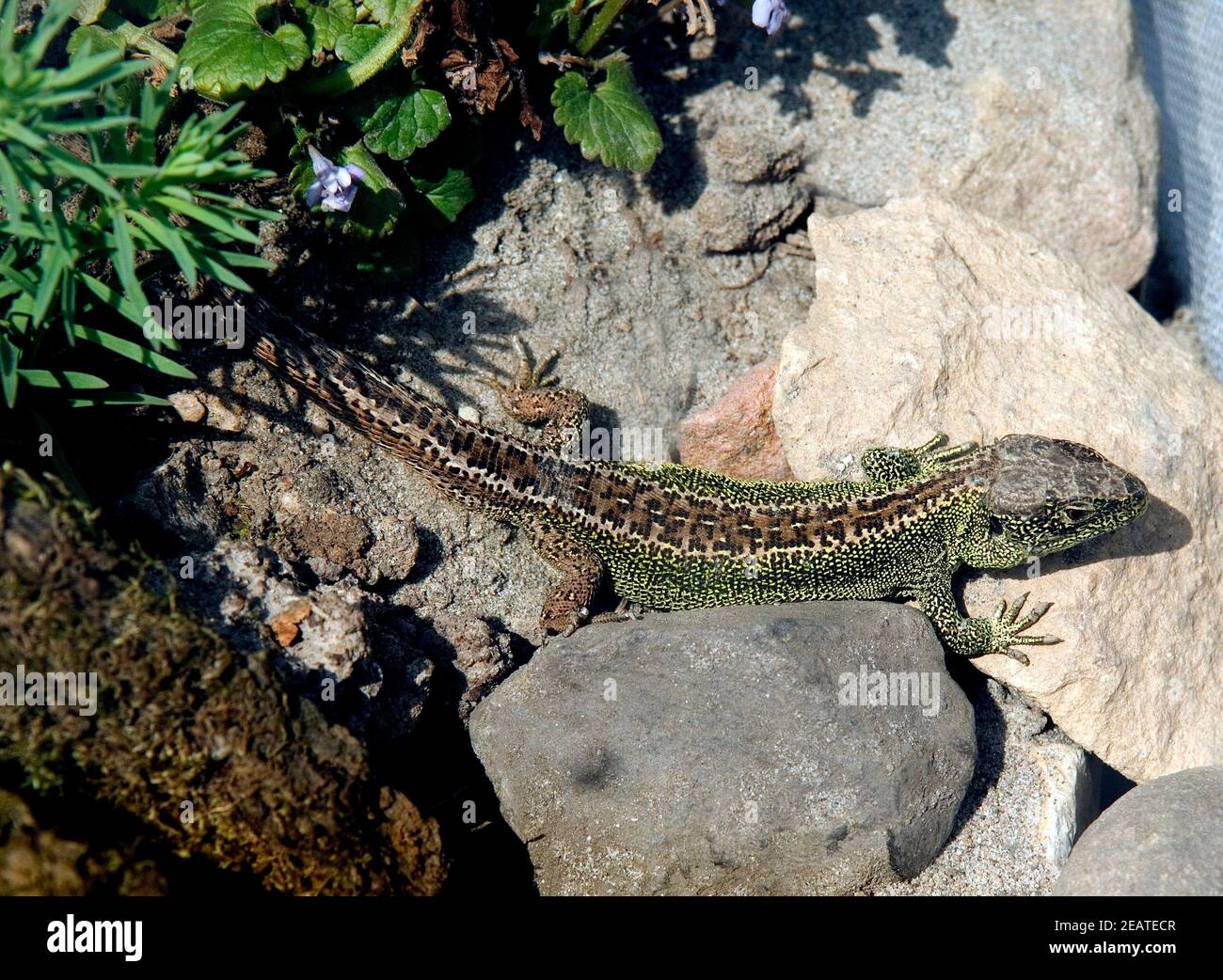 Zauneidechsen hi-res stock photography and images - Alamy