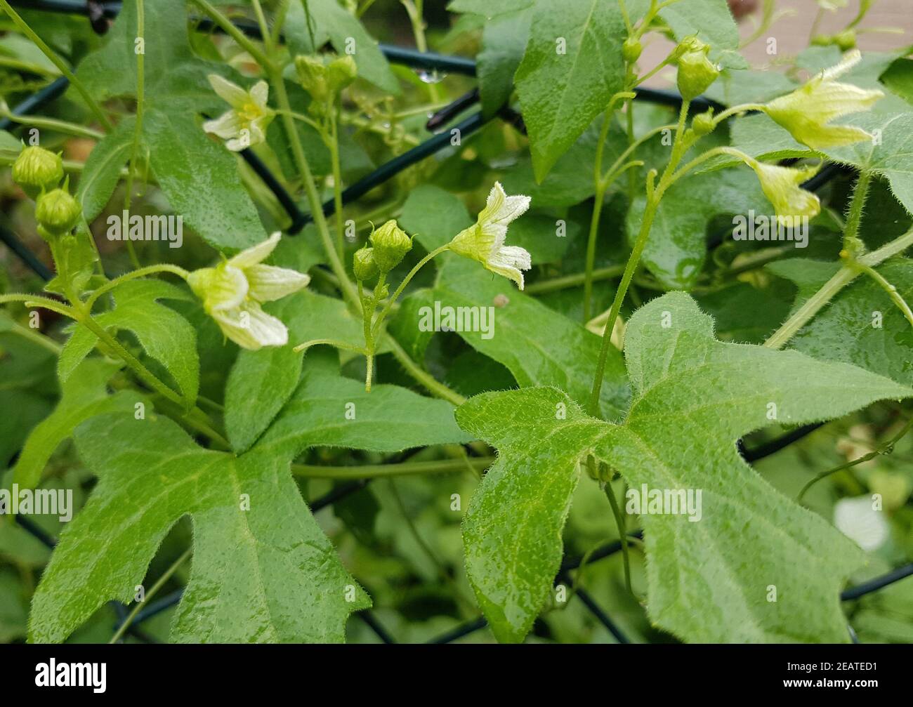 Bryonia dioica hi-res stock photography and images - Alamy