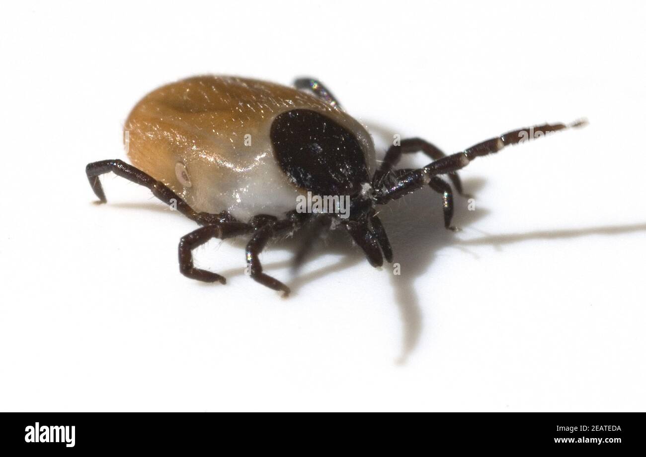 Zeckenstich hi-res stock photography and images - Alamy