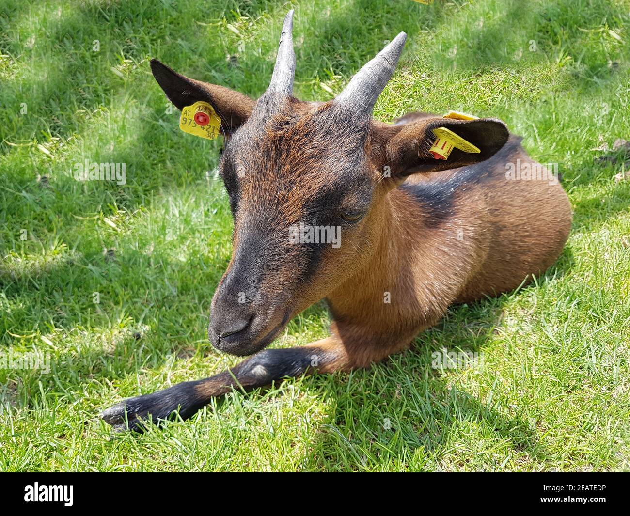 Zicke High Resolution Stock Photography and Images - Alamy