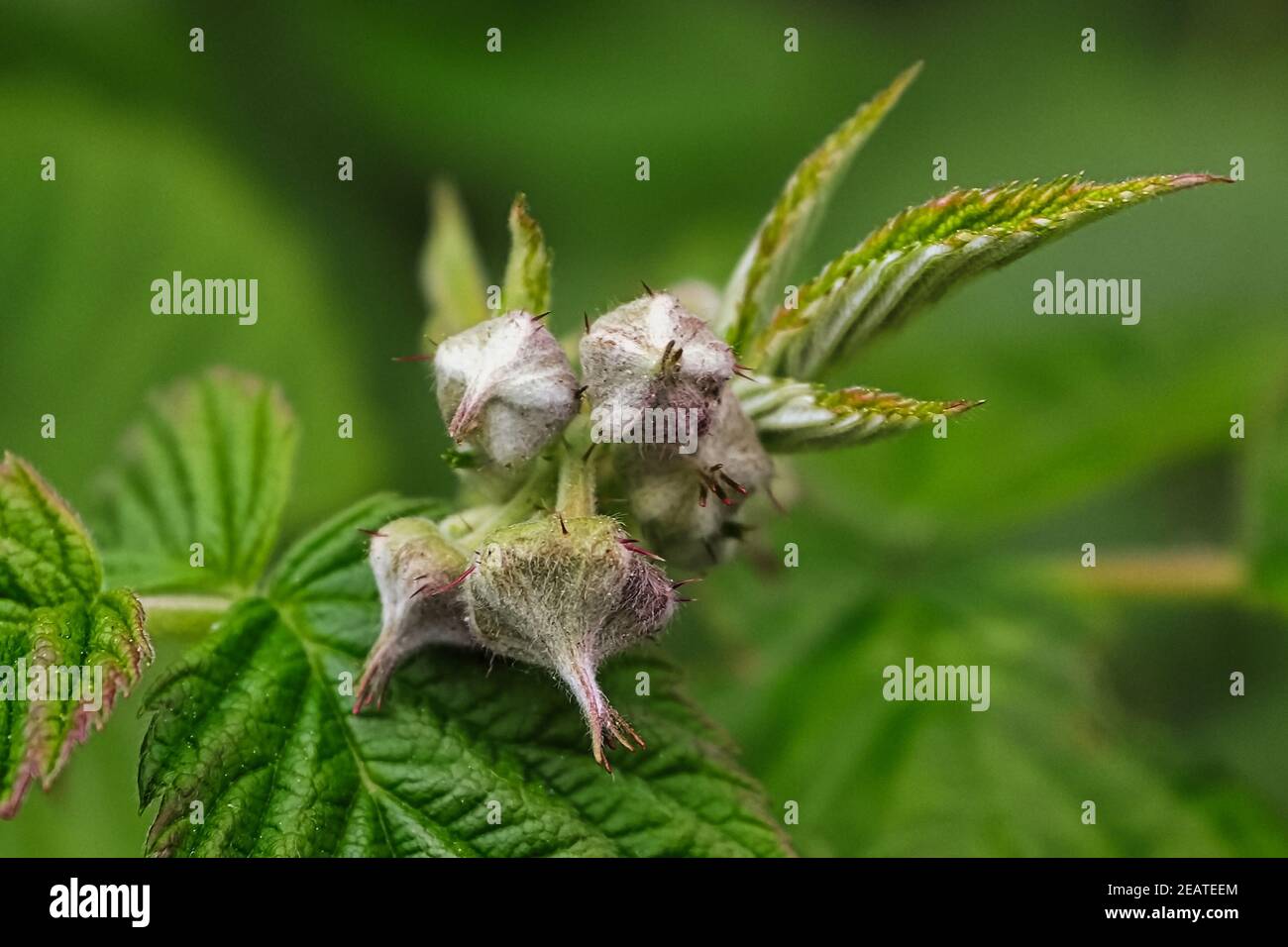 Raspberry Buds High Resolution Stock Photography and Images - Alamy