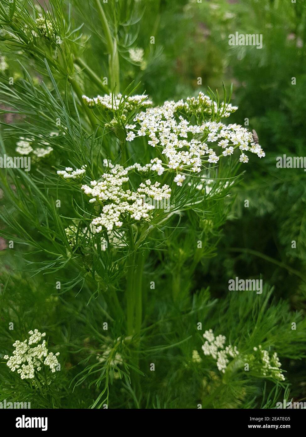 Kuemmel hi-res stock photography and images - Alamy