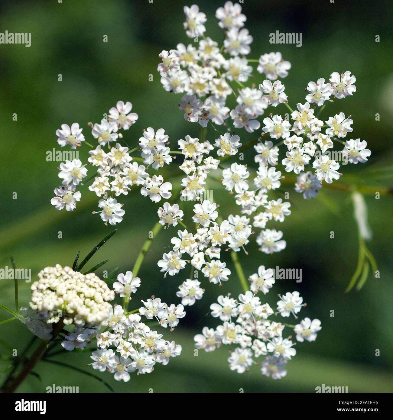 Echter kuemmel hi-res stock photography and images - Alamy