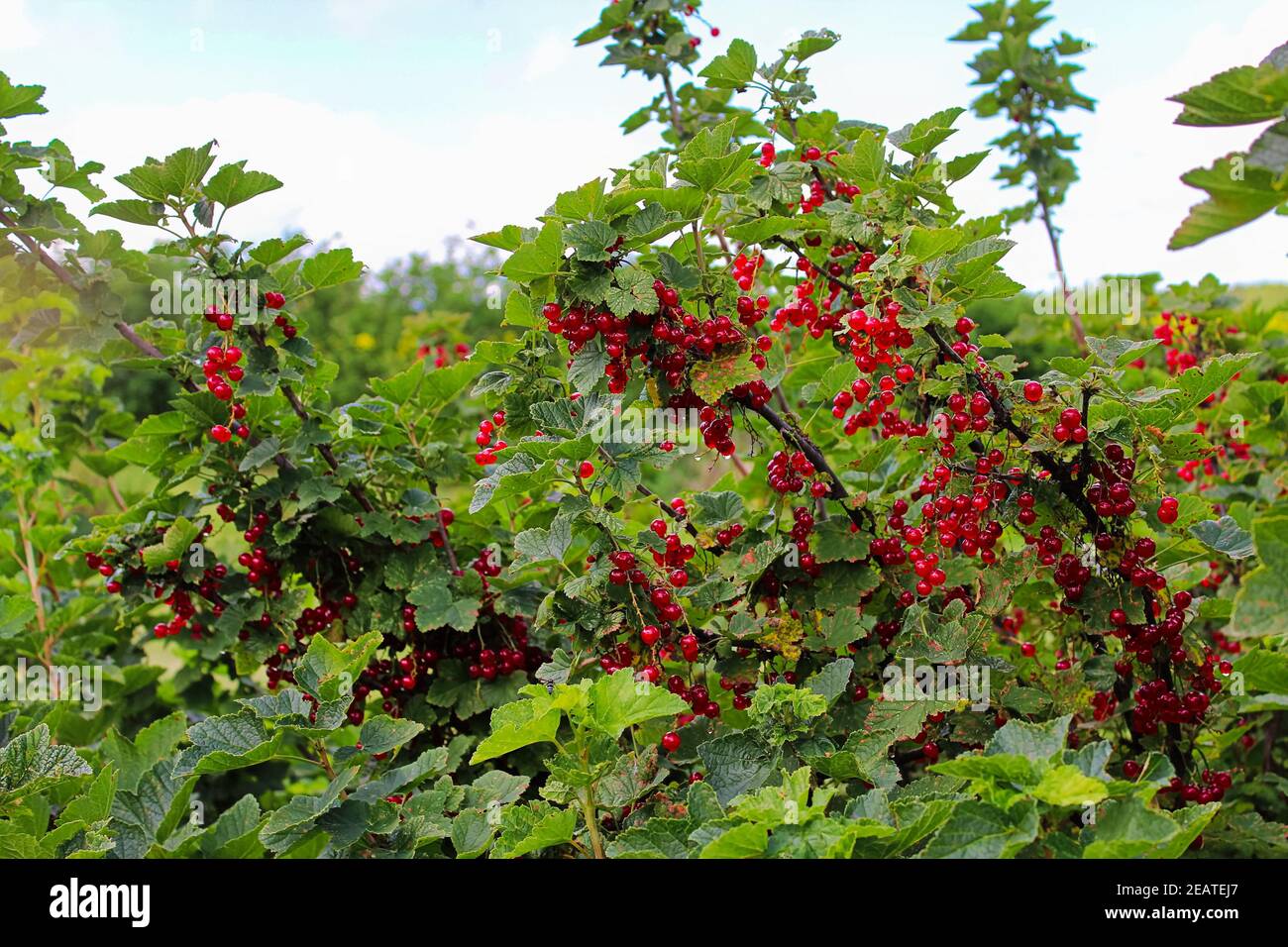 Upright cane branches of red currants against a sky Stock Photo - Alamy
