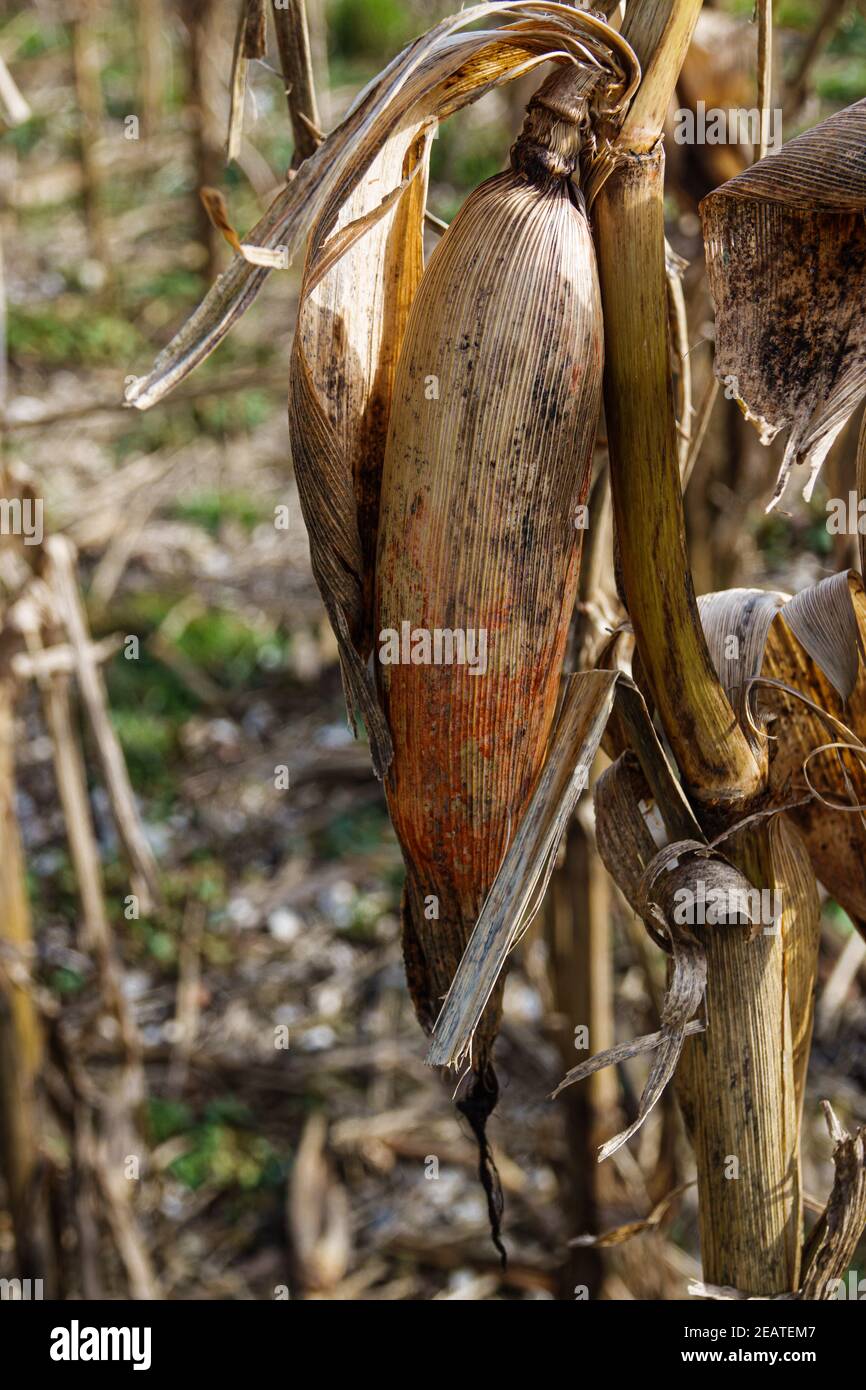an ear of corn on the stalk in fall winter Stock Photo - Alamy