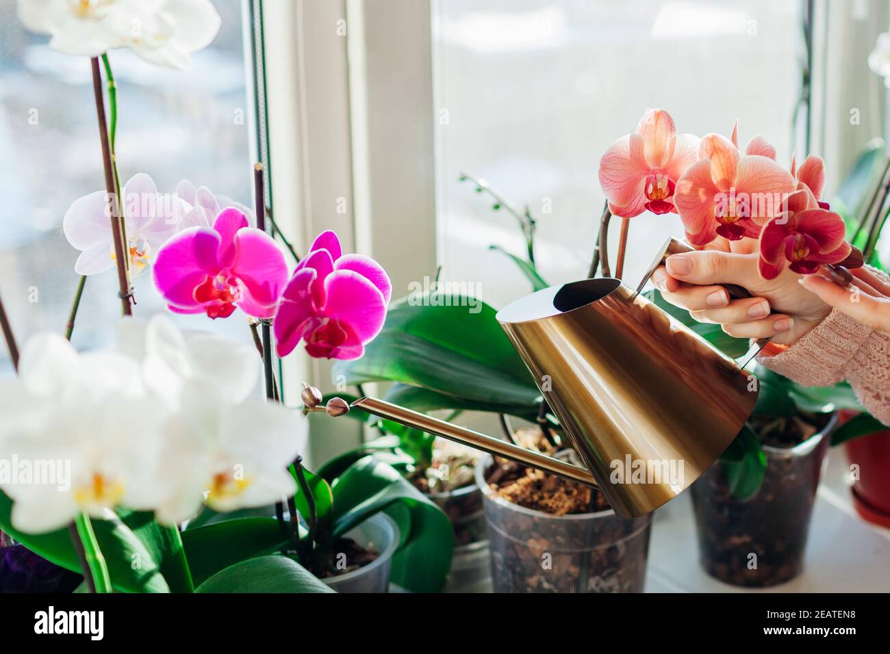 Watering Orchids Phalaenopsis With Golden Metal Watering Can Woman