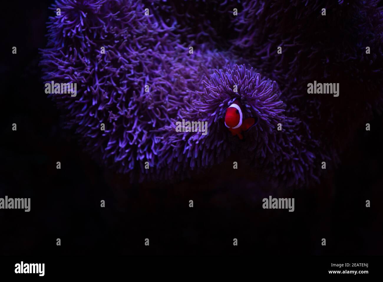 Anemone fish with anemone,Sea anemone and clown fish in marine aquarium ...