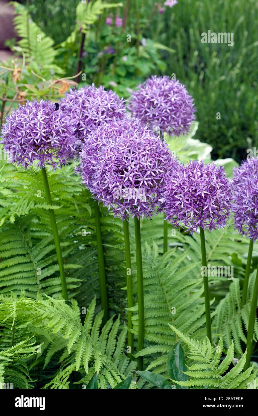Riesenlauch Allium giganteum Giant Stock Photo - Alamy