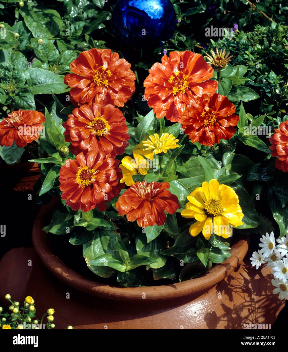 Zinnia elegans hi-res stock photography and images - Alamy