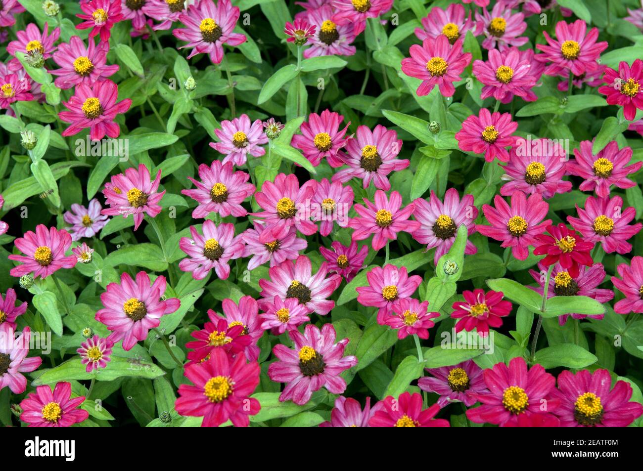 Zinnie Zinnia angustifolia Stock Photo - Alamy