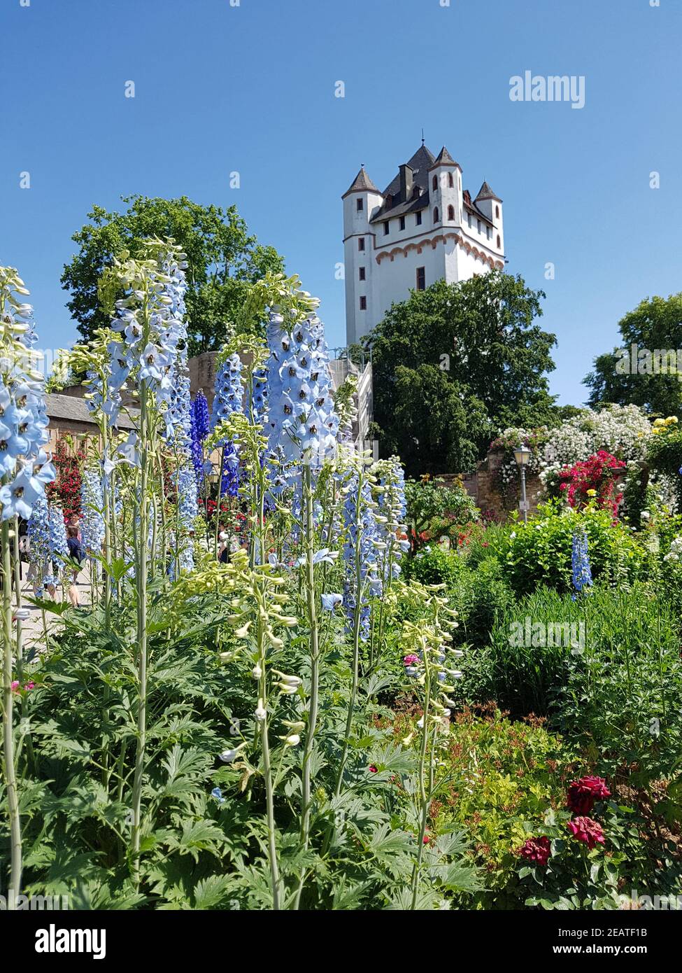 Burg Eltville High Resolution Stock Photography and Images - Alamy