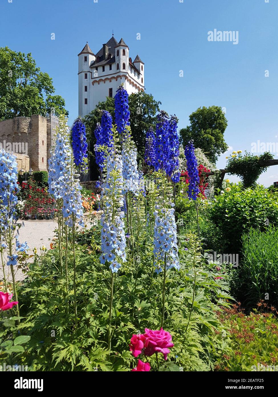 Burg Eltville, Deutschland, Eltville, Rhein Stock Photo - Alamy